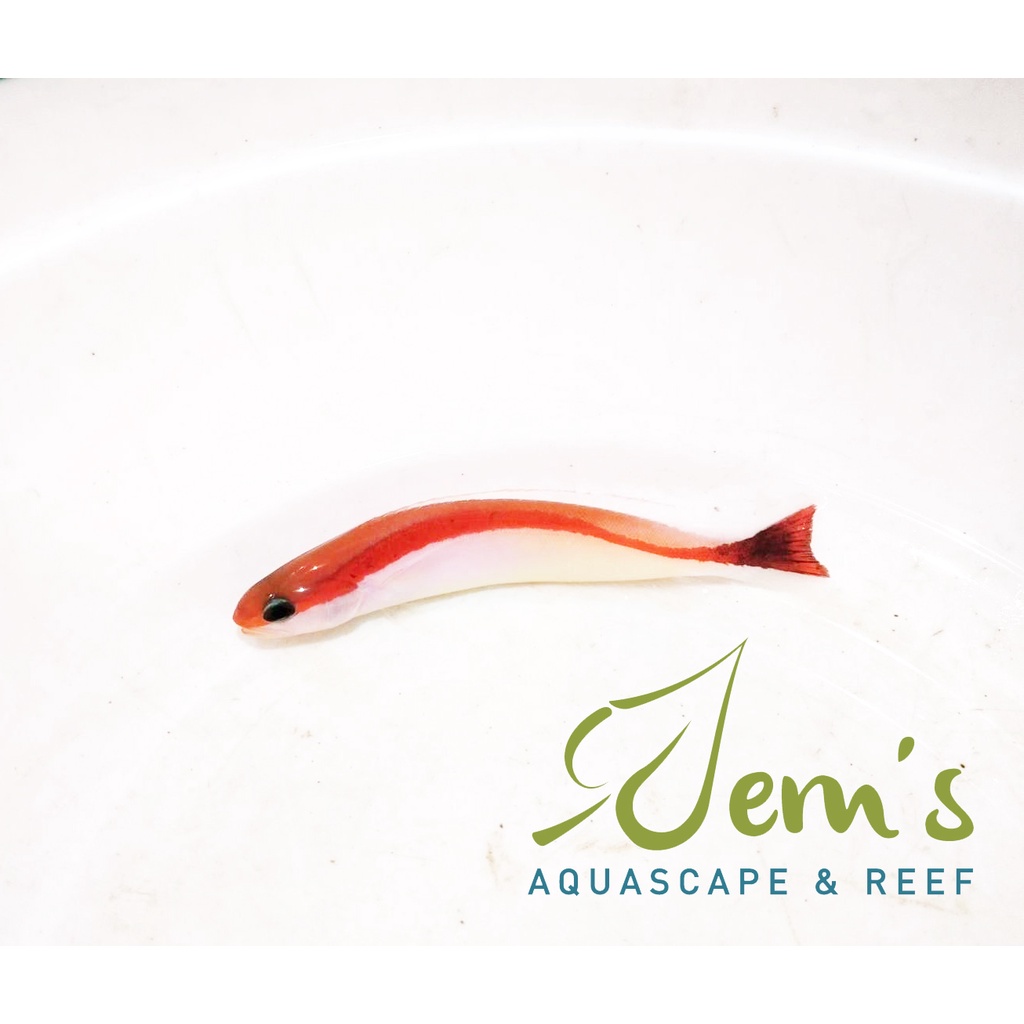 Jual Ikan Air Laut Exocet Merdeka / Eksoset Merdeka (Skunk Tilefish ...