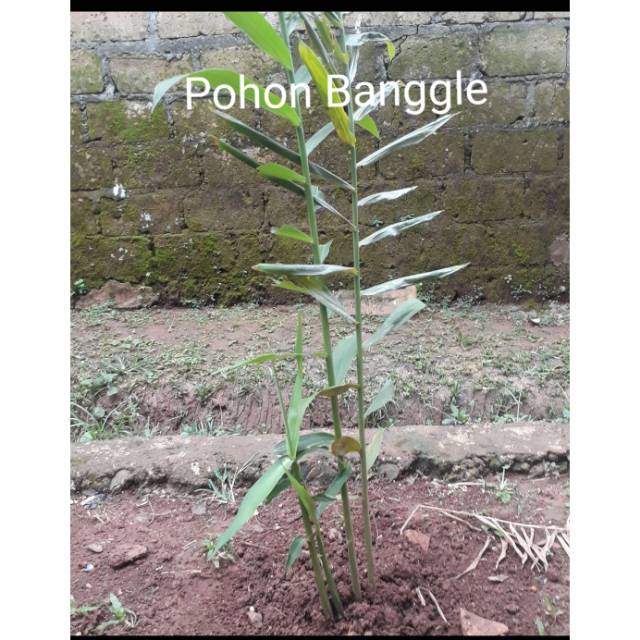 Jual Pohon banggle - pohon herbal banggle - tanaman banggle | Shopee ...