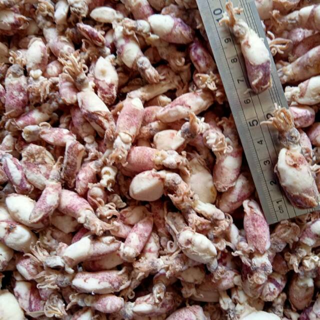 Jual Cumi Baby Premium 1 kg | Shopee Indonesia