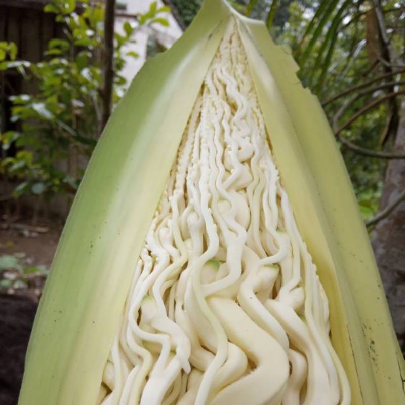 Jual Bunga pinang muda atow bunga jambe segar fresh 2kg | Shopee Indonesia