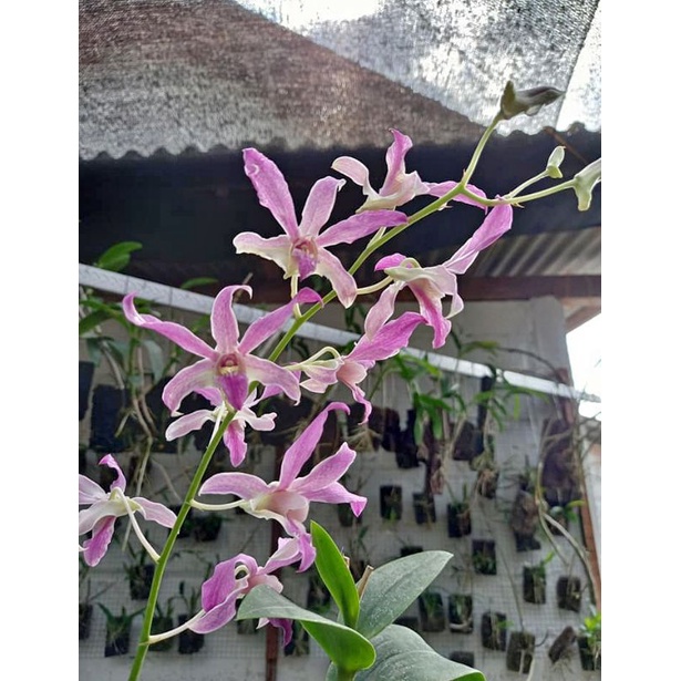 Jual anggrek dendrobium superbien dewasa | Shopee Indonesia