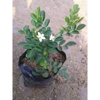 Jual Bunga Kemuning Terlengkap & Harga Terbaru Mei 2024 | Shopee Indonesia