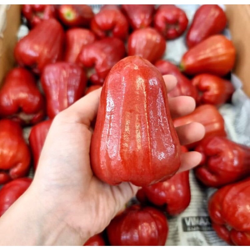 Jual Jambu Air citra merah manis / 1Kg | Shopee Indonesia
