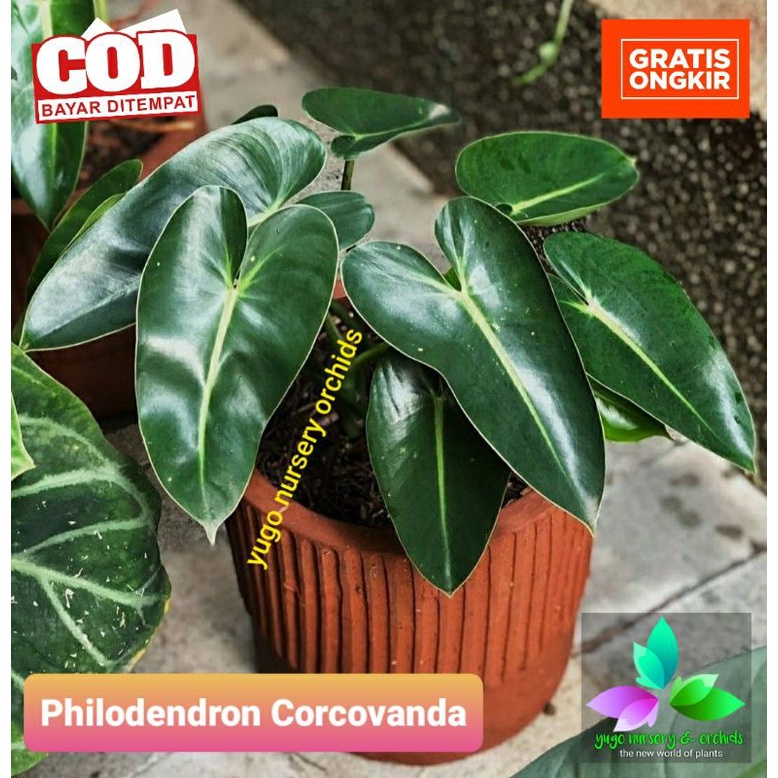 Jual Philodendron Corcovanda Pilo langka philo antik REAL PICT | Shopee ...