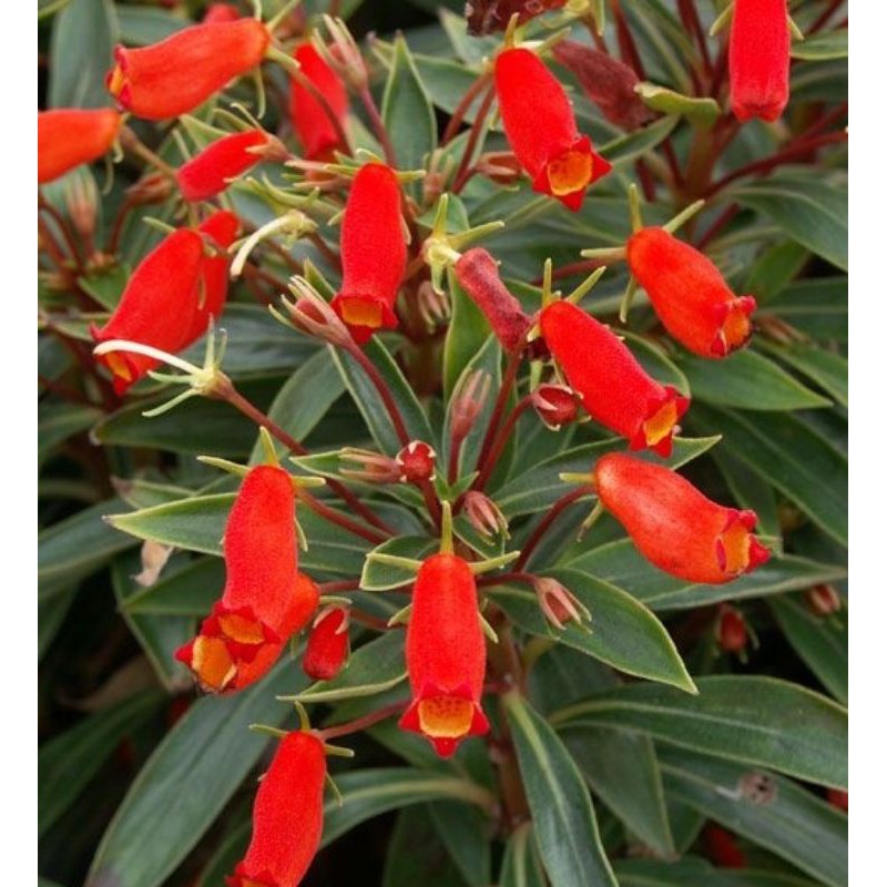 Jual Tanaman hias bunga kantung semar (Gloxinia sylvatica) | Shopee ...
