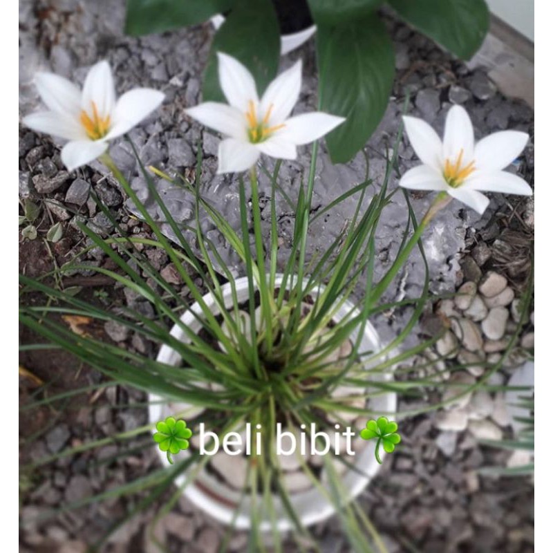 Jual tanaman bunga lily hujan zephyrenthes kucai lily | Shopee Indonesia