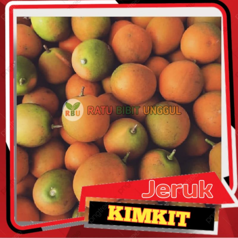Jual Bibit buah JERUK KIMKIT atau Kingkit bisa Tanam dalam pot ...