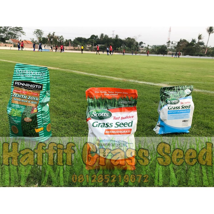 Jual Good Quality !! Bibit Benih Biji Rumput Bermuda - Rumput Golf ...