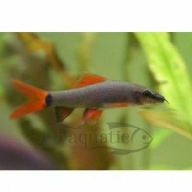 Jual IKAN HIAS REDFIN SHARK RED TAIL RED FIN FINNED RAINBOW AIR TAWAR ...