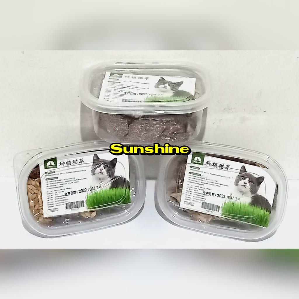 Jual Rumput Kucing Paket Lengkap - Cat Seed Wheat Grass | Shopee Indonesia
