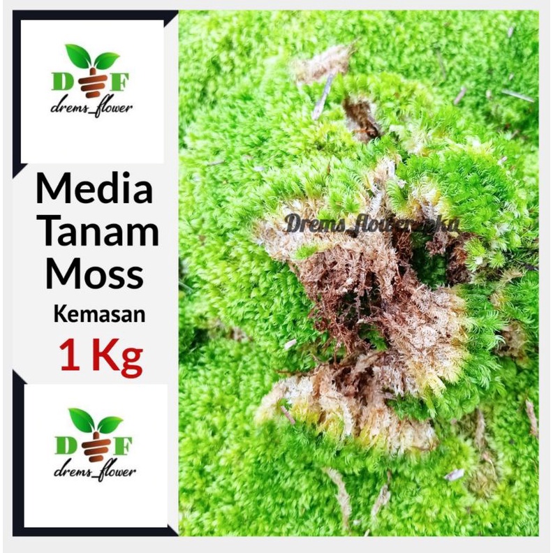 Jual moss hutan / lumut hutan / mos hidup / lumut hidup 1kg | Shopee ...