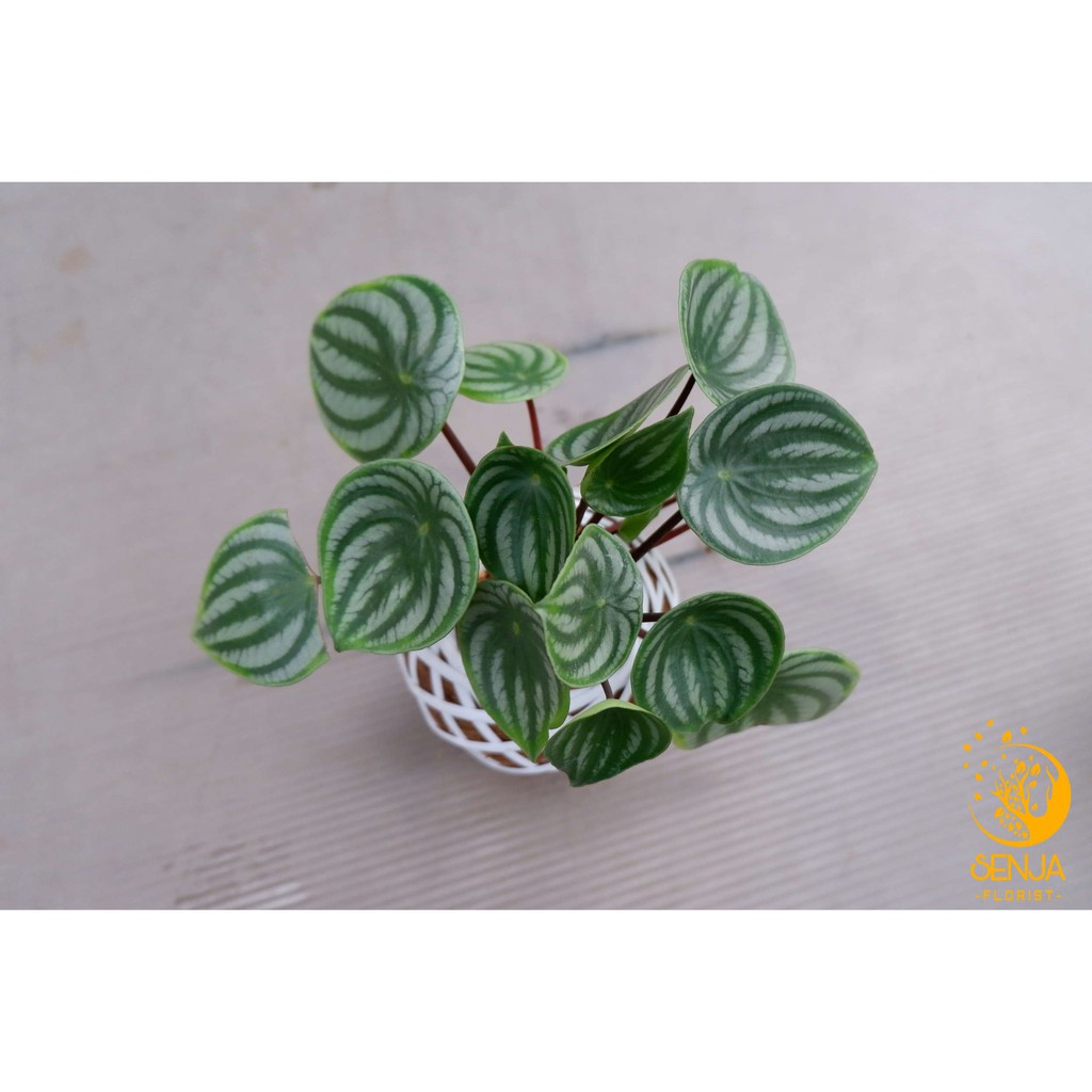 Jual Tanaman Hias Daun Peperomia Watermelon - Dollar Semangka | Shopee ...