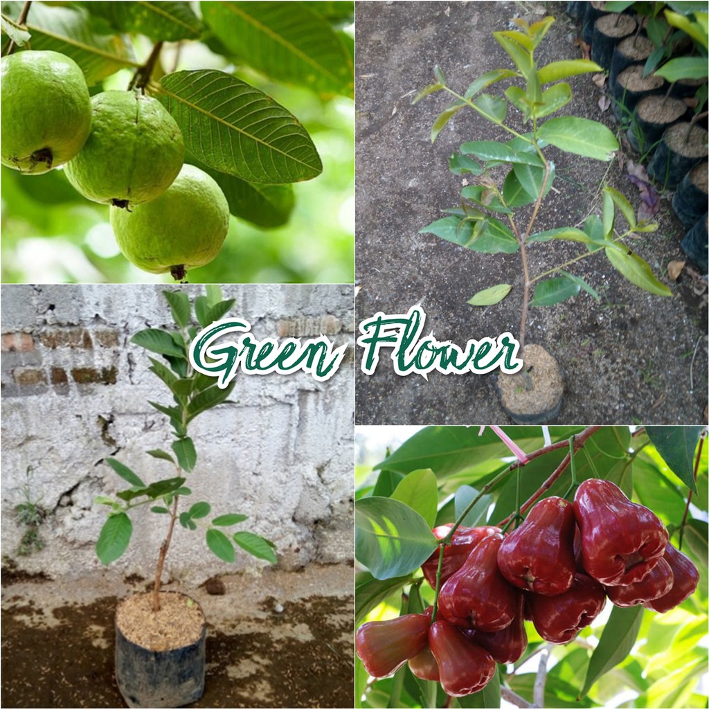 Jual Bibit Jambu Kristal Putih + Jambu Air Citra | Shopee Indonesia