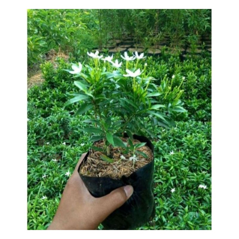 Jual rombusa mini berbunga putih / rombusa mini tanaman | Shopee Indonesia