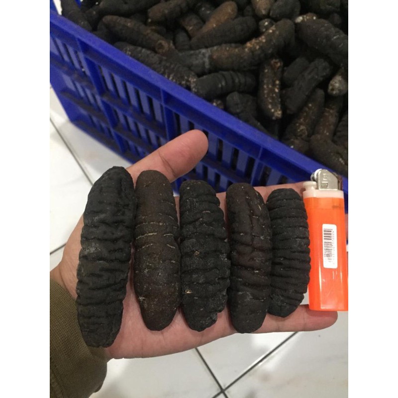 Jual teripang/haisom/hoisem/gosok/belitung uk 40-50pc ( 1kg ) | Shopee ...
