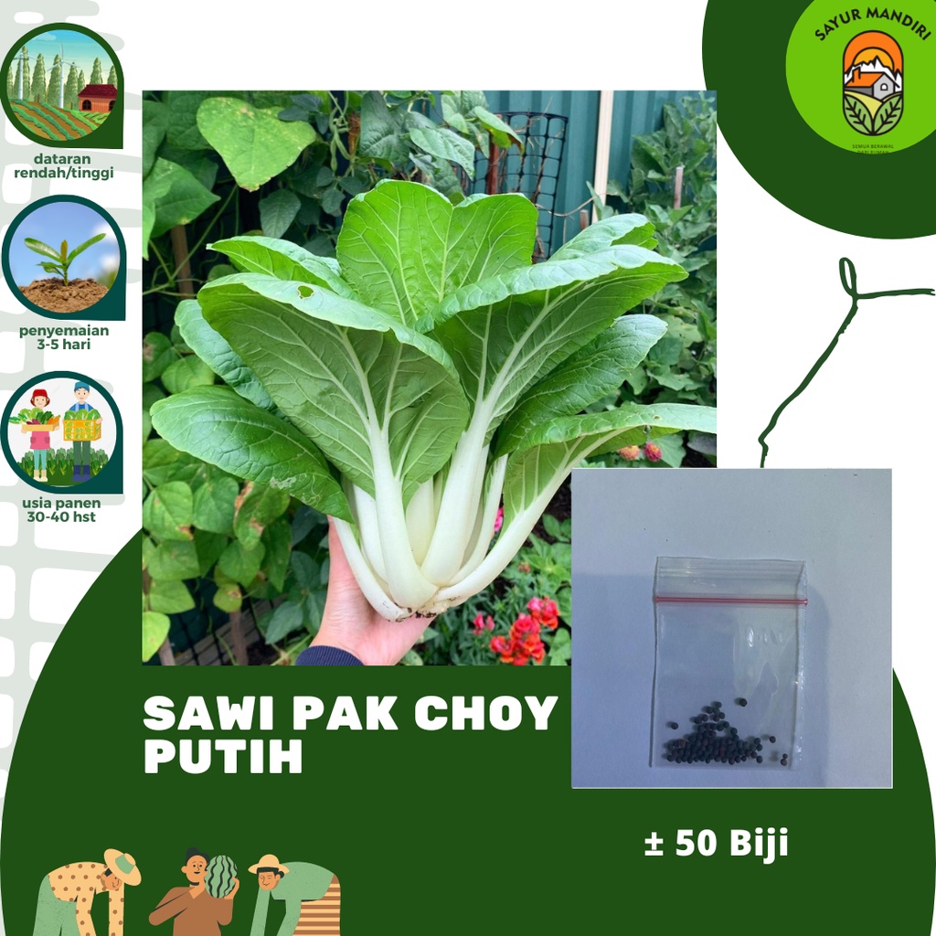 Jual Benih Sawi Pak Choy Putih Seribuan | Shopee Indonesia