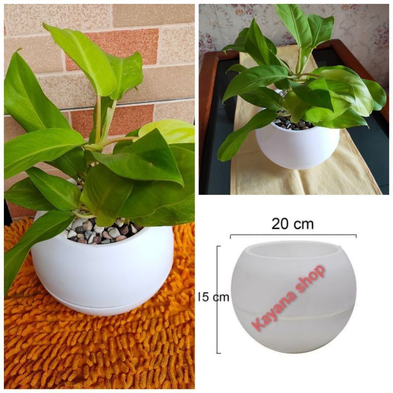 Jual Pot Tanaman Plastik Bola Vienna Green Leaf 676 | Shopee Indonesia
