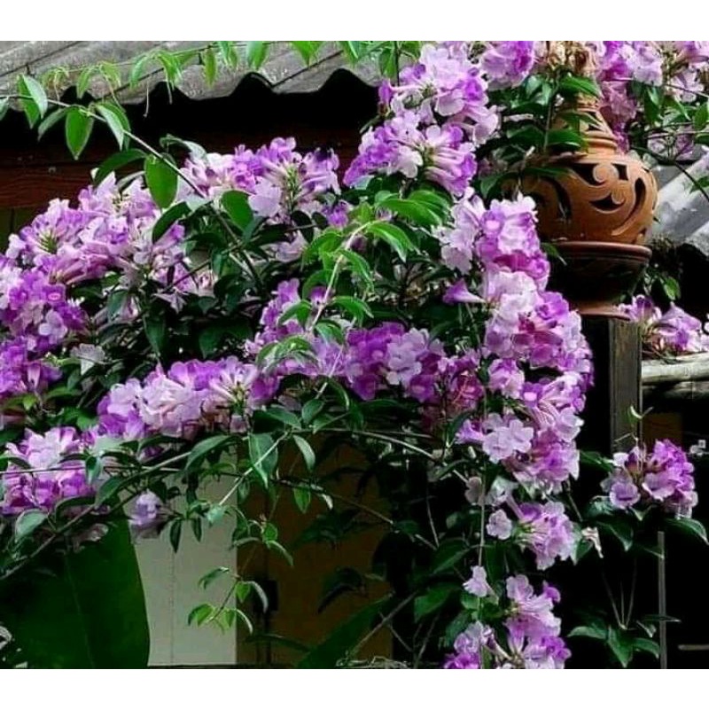 Jual garlic stevanut tinggi bunga merambat vegetasi lebah | Shopee ...