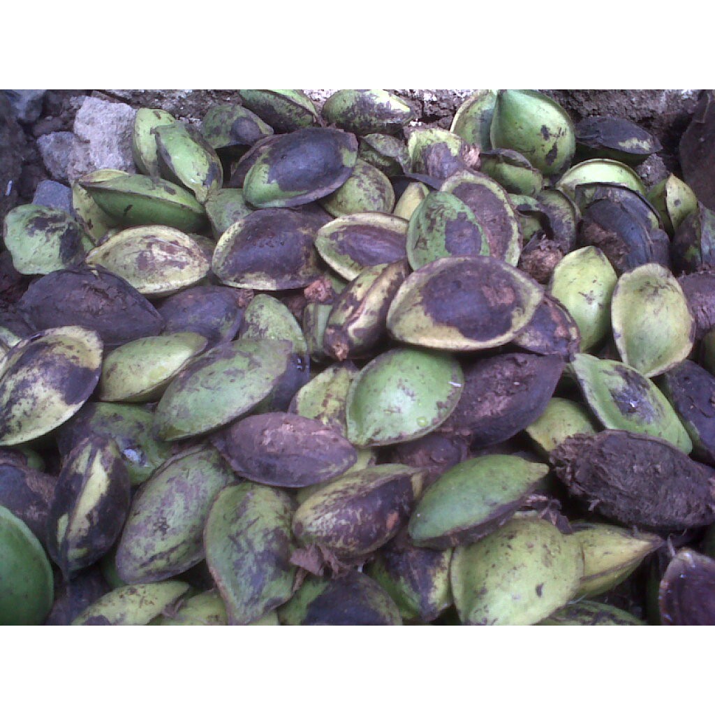 Jual Buah / Biji ketapang (Terminalia catappa) Singapore almond ...