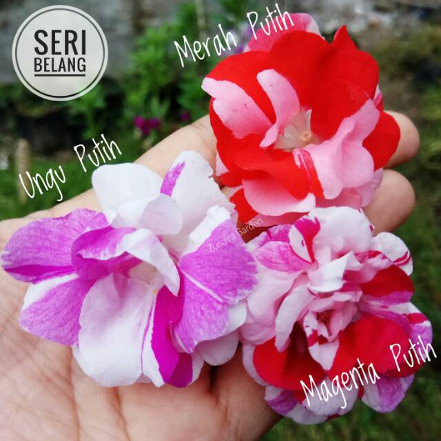 Jual Impatien Balsamina /Bunga Pacar Air Tumpuk seri Belang | Shopee ...