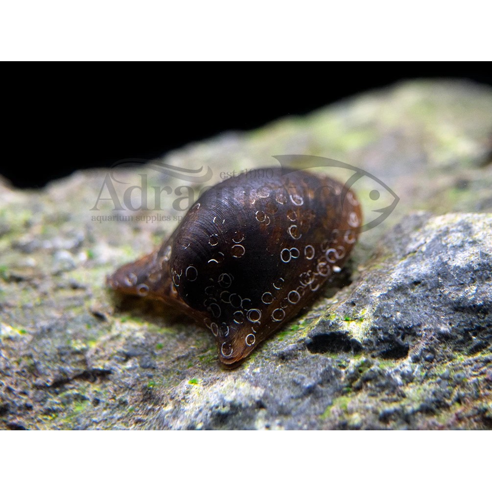 Jual (INSTANT BANDUNG) KEONG SUKHOI BATMAN SNAIL ALGAETER ALGAE EATER ...