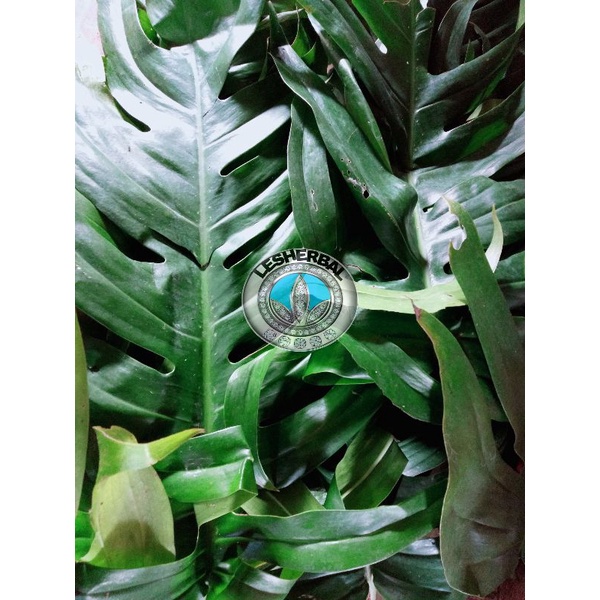 Jual paket 1kg daun ekor naga segar | Shopee Indonesia