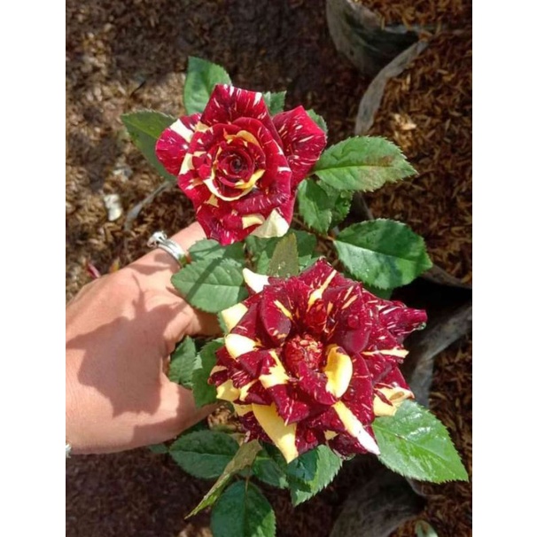 Jual Mawar batik abra | Shopee Indonesia