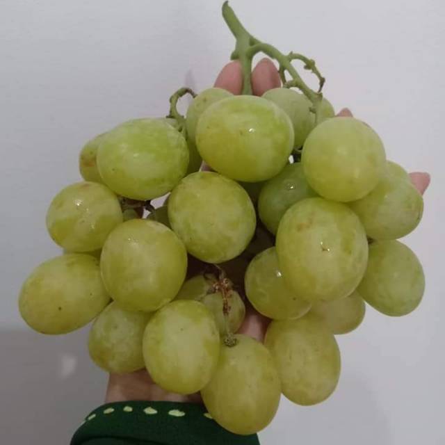 Jual Anggur Autumn Crisp (green) | Shopee Indonesia