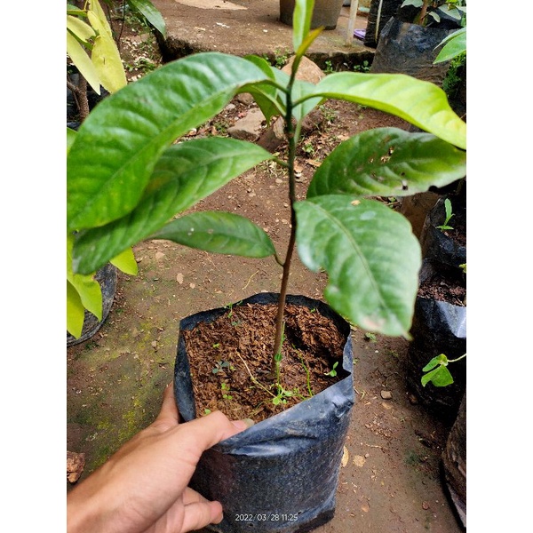 Jual Bibit Pohon Pala Rempah Biji Bulat Bundar Terselubung Fuli Tanaman ...