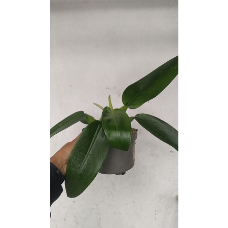 Jual philo katak atau eceng | Shopee Indonesia