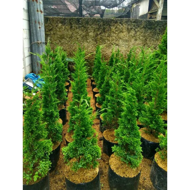 Jual cemara lilin 80cm | Shopee Indonesia