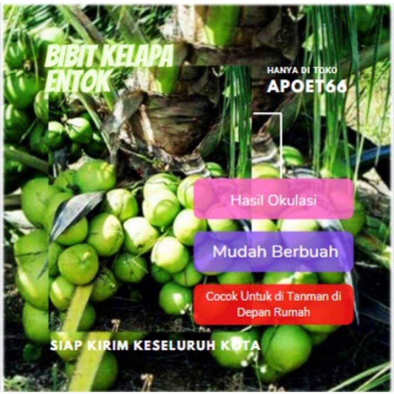 Jual Bibit Buah Kelapa Genjah/Kelapa Entok/Pohon Buah Kelapa Ijo Pendek ...