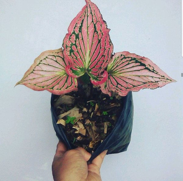 Jual Tanaman Hias Keladi Wayang - Keladi Batik - Merah Muda | Shopee ...