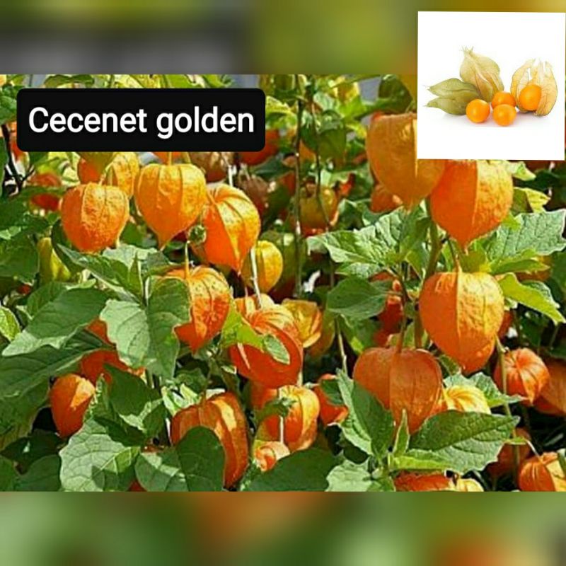 Jual Benih Cecenet Buah Herbal Bisa buat OBAT ( 20 butir) | Shopee ...