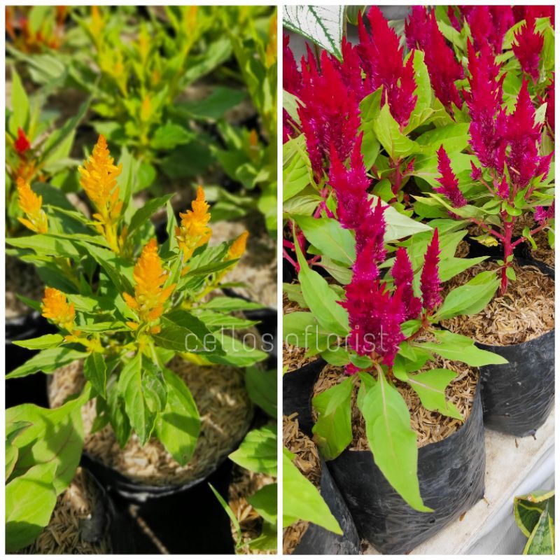 Jual Tanaman Hias Bunga Celosia Jengger Ayam (Merah/Kuning) | Shopee ...