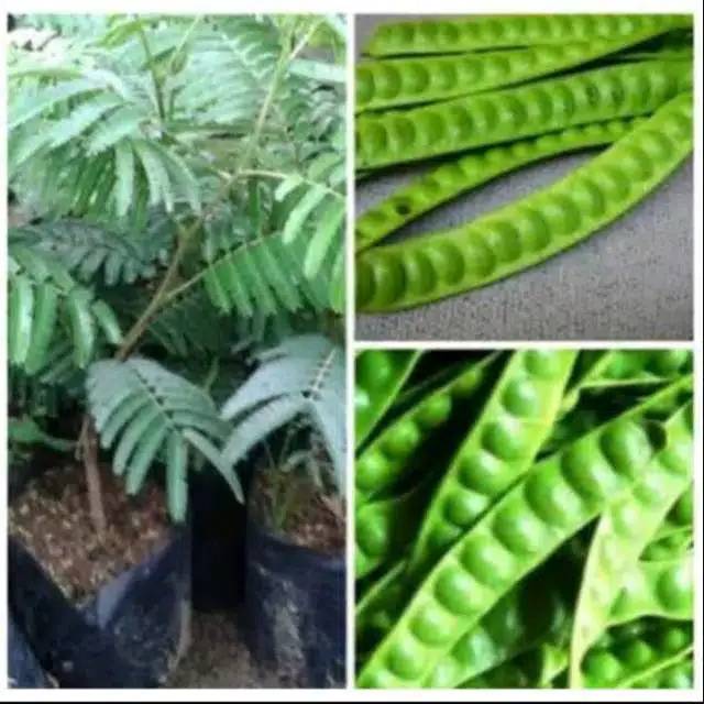 Jual Bibit Petai// pete Harga Terjangkau | Shopee Indonesia
