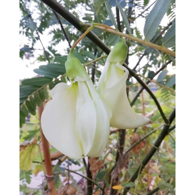 Jual Tanaman Herbal Kembang Turi putih / toroy / Lalapan turi ...