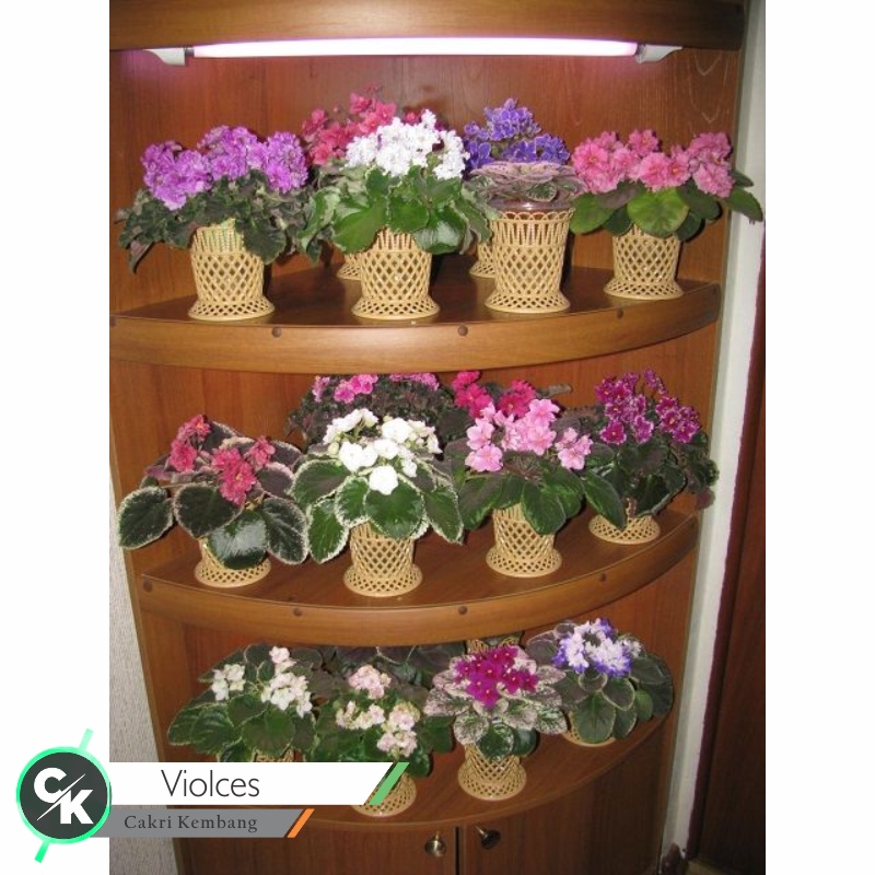 Jual Tanaman Hias Bunga Violces (Saintpaulia ionantha.)- Bunga African ...