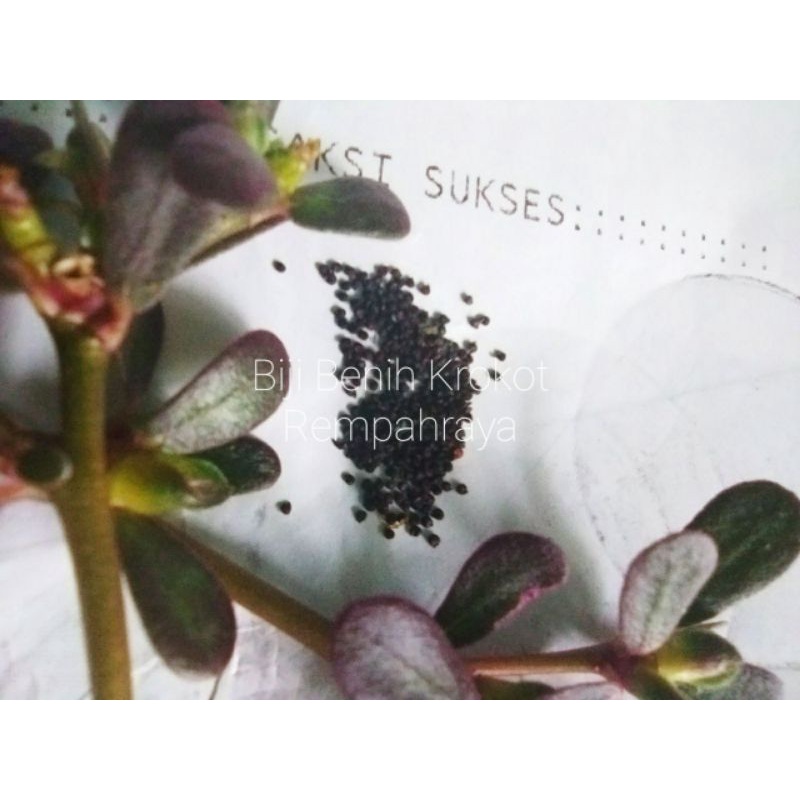 Jual Biji Benih Tanaman Krokot Kerokot Sayur Herbal | Shopee Indonesia