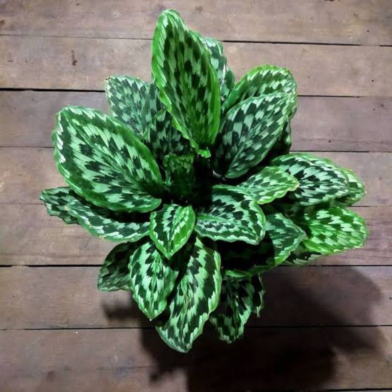 Jual CALATHEA MERANTI MERAK - CALATHEA PICTURATA - TANAMAN HIAS - 3 ...