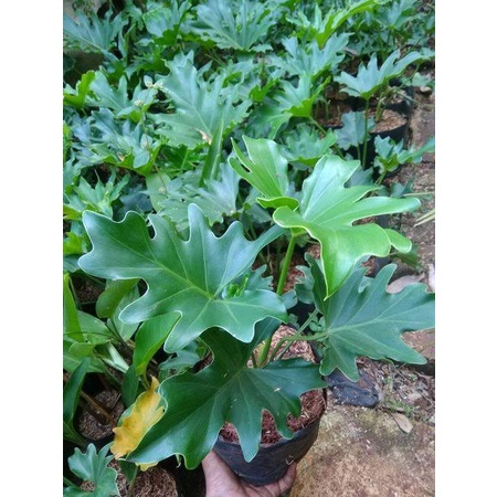 Jual Tanaman Pilo/Philo Jari/Philo Dendrobium Sellom 100% ORIGINAL ...