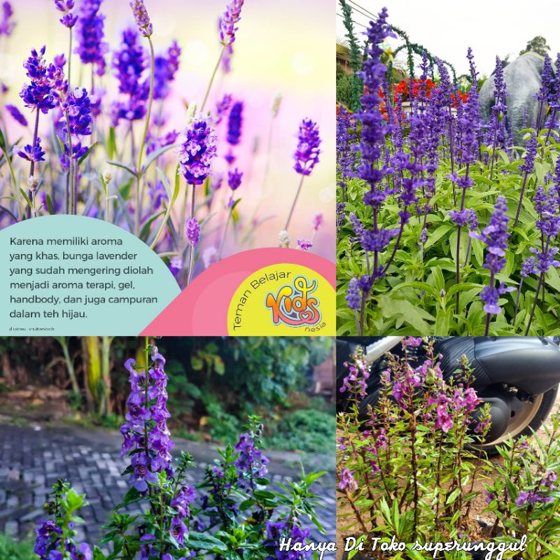 Jual Bibit Bunga Lavender Super Terlaris | Shopee Indonesia