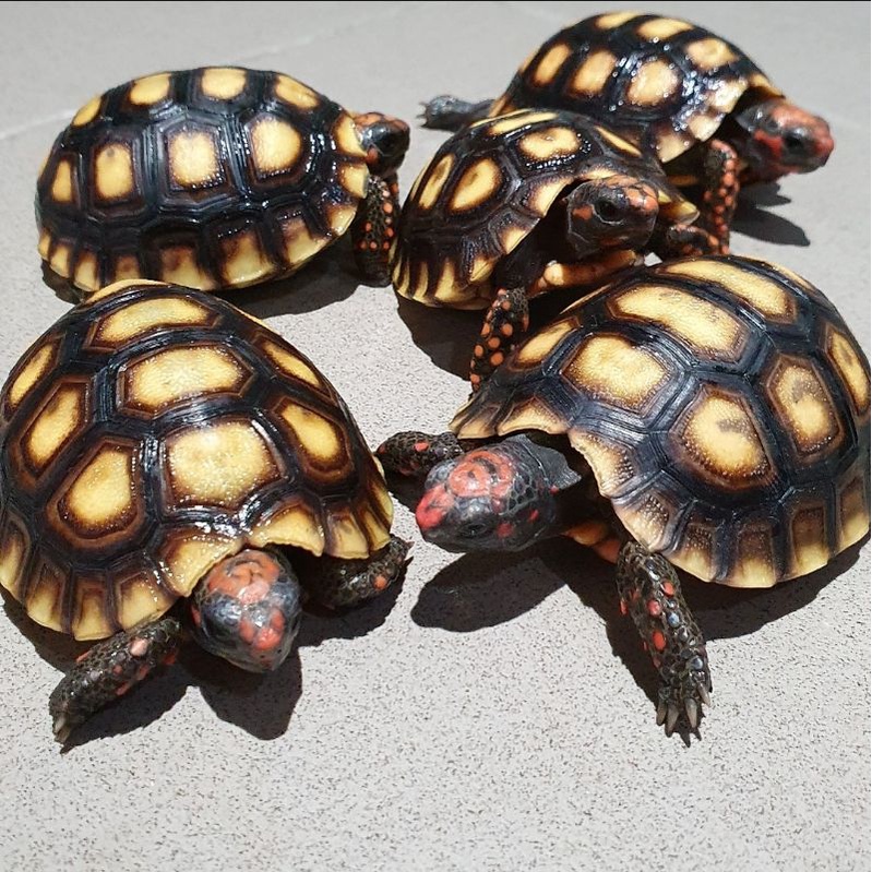 Jual Kura-Kura Darat Cherryhead / Cherry Head Tortoise | Shopee Indonesia