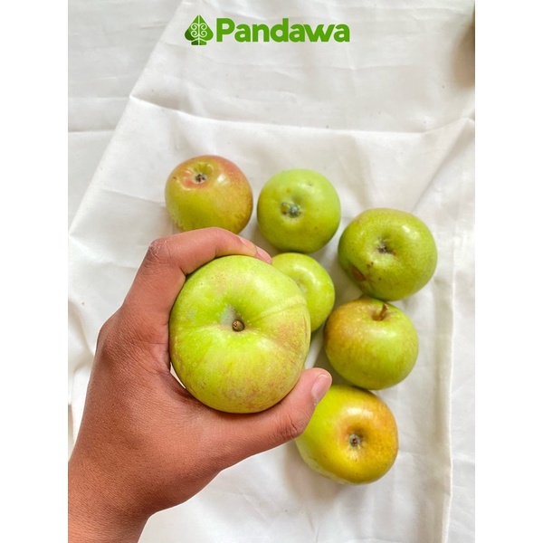 Jual Apel Manalagi / Apel Malang / Oleh-oleh Khas Batu Malang | Shopee ...