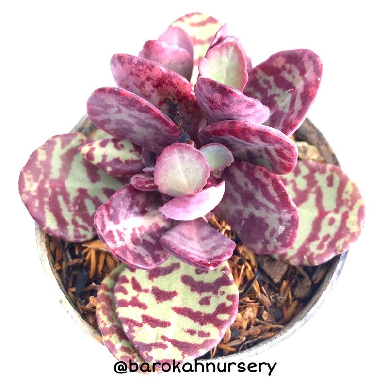 Jual Kalanchoe Humilis pot 12cm | Shopee Indonesia