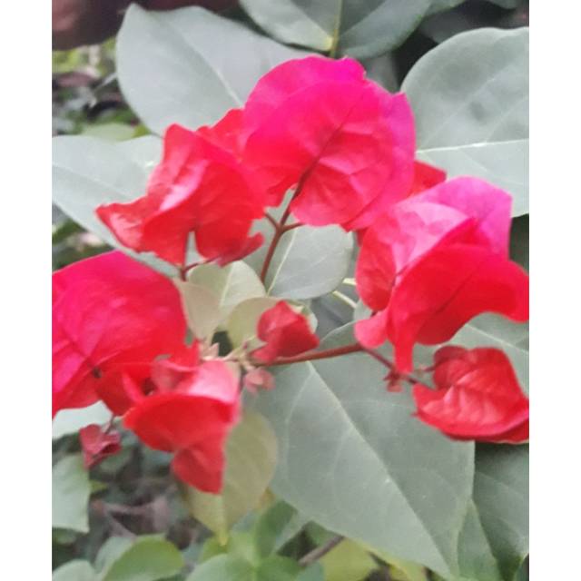 Jual Batang Bugenvil Merah Fanta | Shopee Indonesia