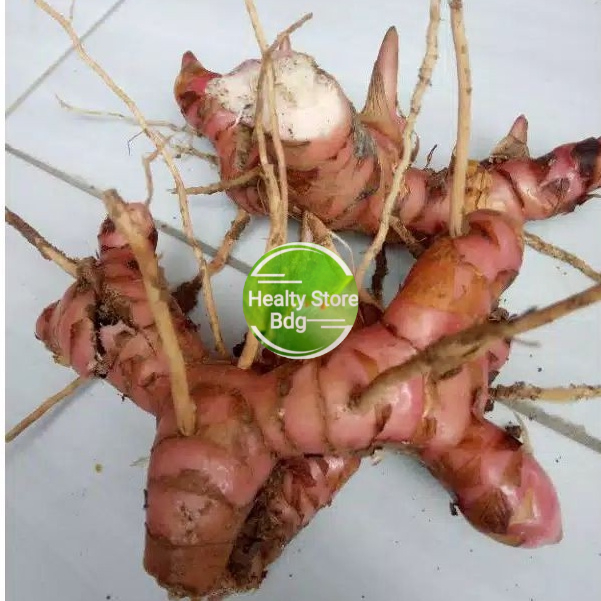 Jual Umbi lengkuas merah atau umbi laos 250 gram | Shopee Indonesia