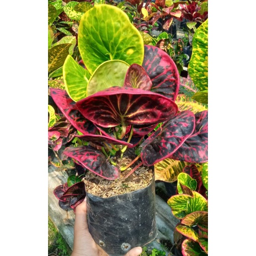 Jual Tanaman Hias Puring SRG (Super Red Giant) | Shopee Indonesia