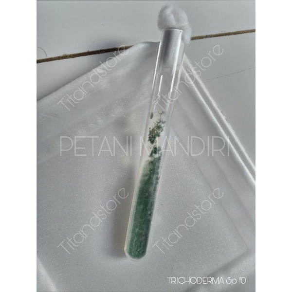 Jual ISOLAT TRICHODERMA Sp F0 | TRICODERMA MURNI | Shopee Indonesia