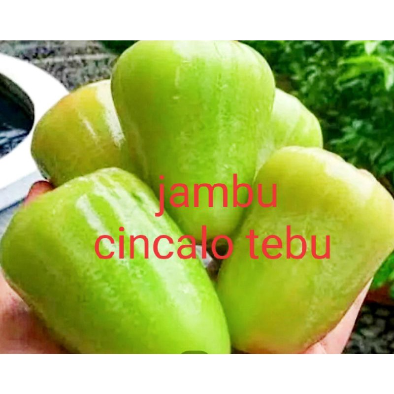 Jual Bibit jambu air cincalo tebu | Shopee Indonesia